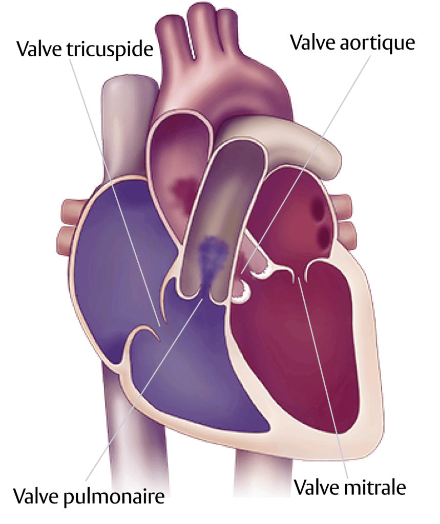 Quelles sont les causes et quels sont les symptômes de la sténose ...
